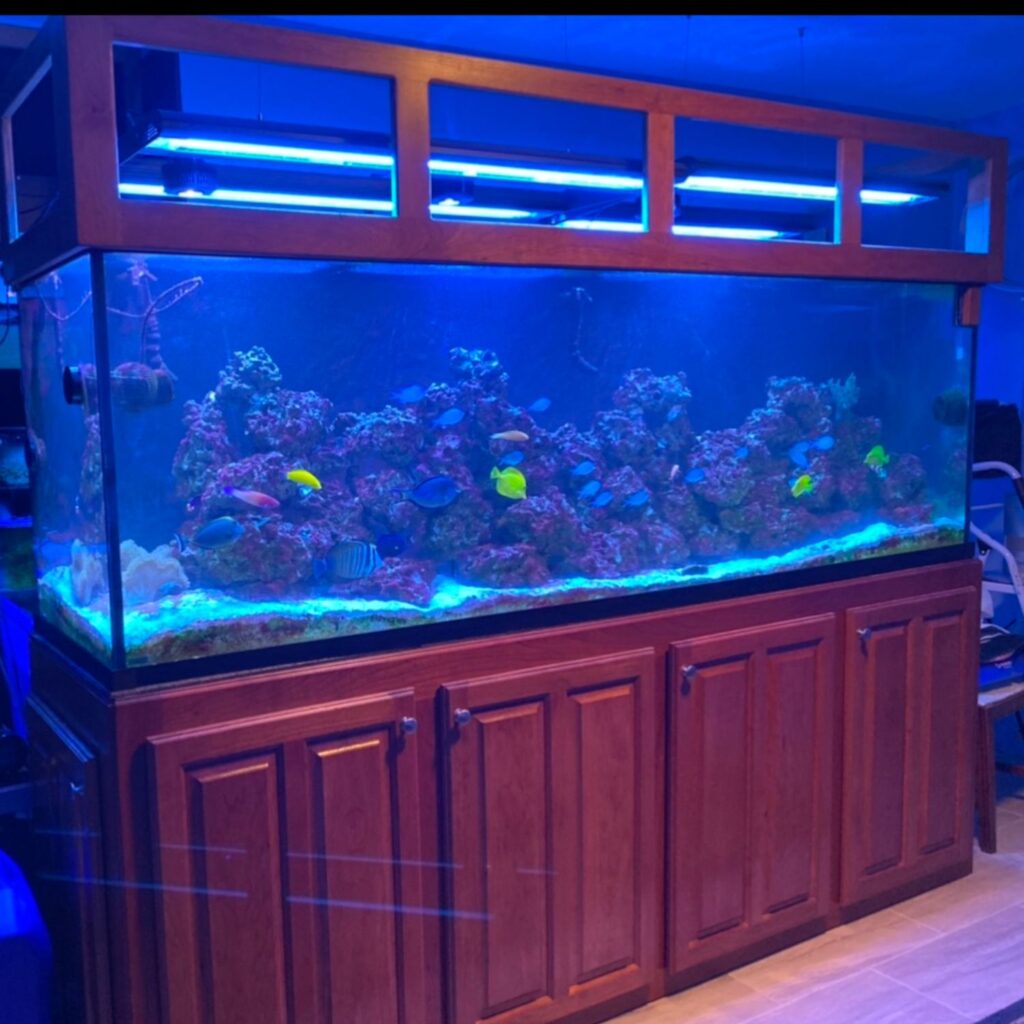 Saltwater Aquarium Design